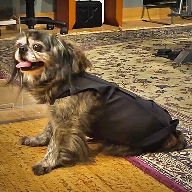 Tails of Triumph: Heartwarming Stories of Canine Mobility Transformed ...