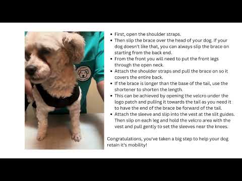 Custom Orthopedic Support for Dogs – LuckyandLoyal.com